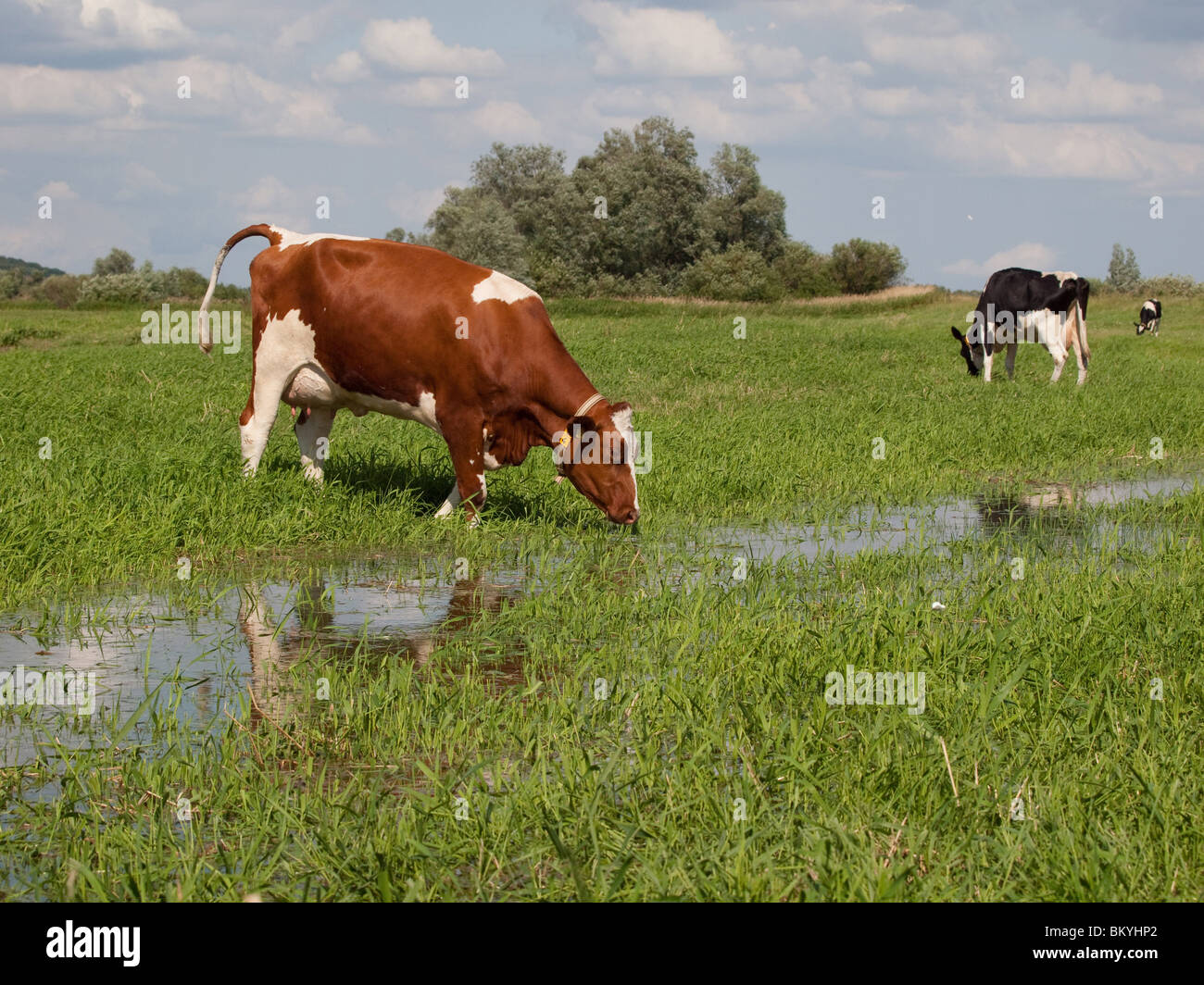 Wet land slough hi-res stock photography and images - Alamy