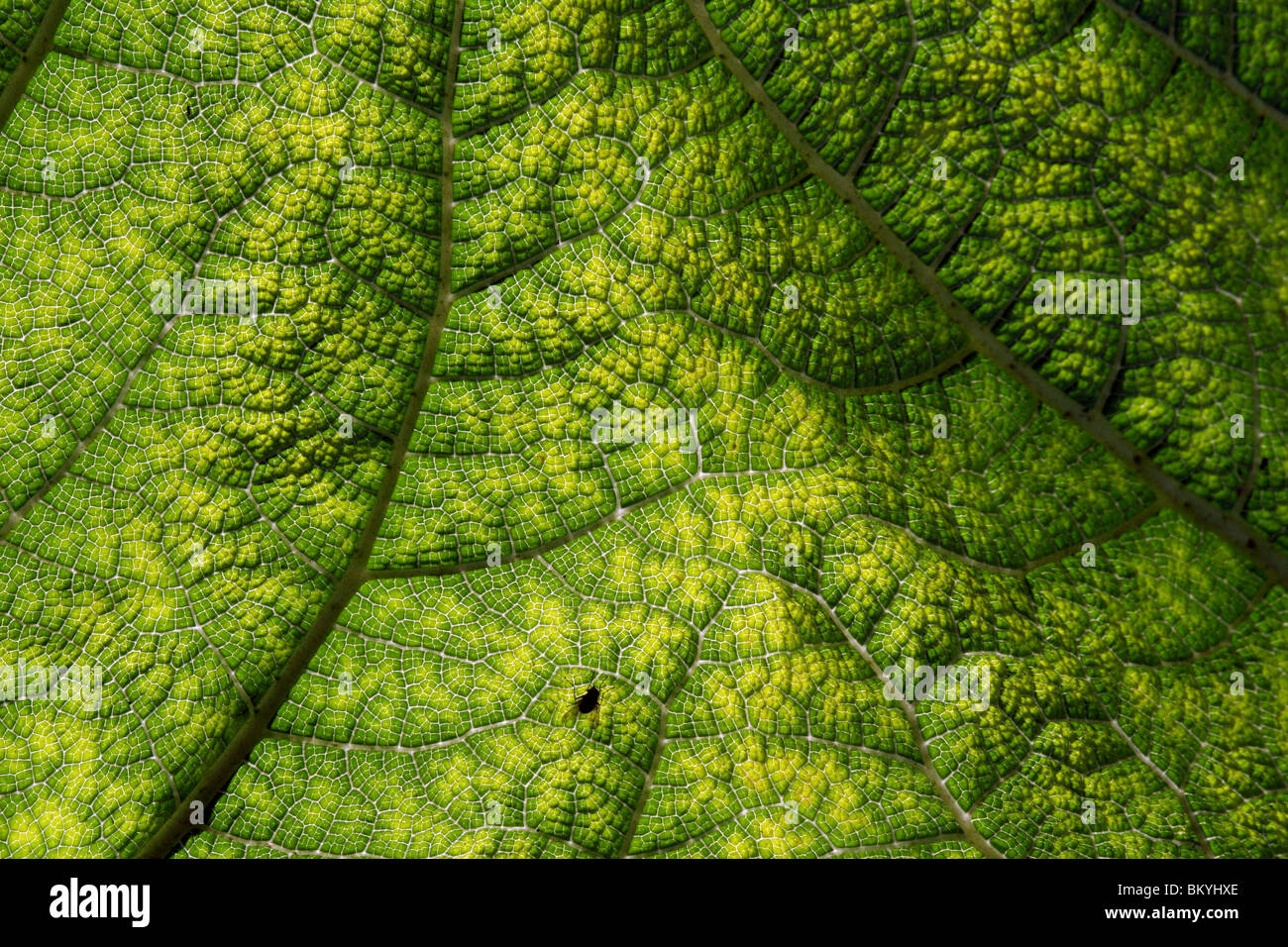 Planting patterns hi-res stock photography and images - Alamy