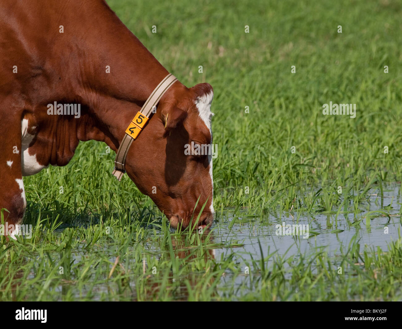 Wet land slough hi-res stock photography and images - Alamy