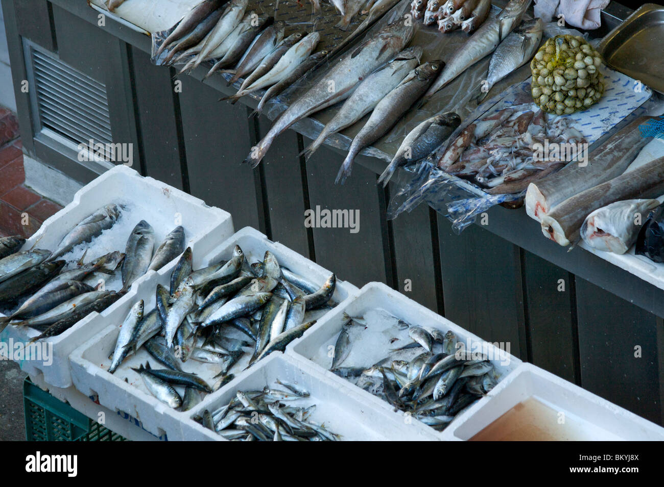 Fish stall with a variety of fish, squid and shell-fish packed in ...