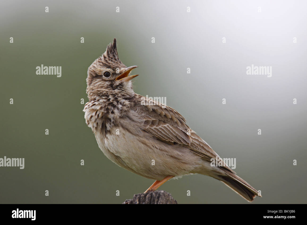 Haubenlerche Lerche Crested Lark Galerida cristata Stock Photo - Alamy