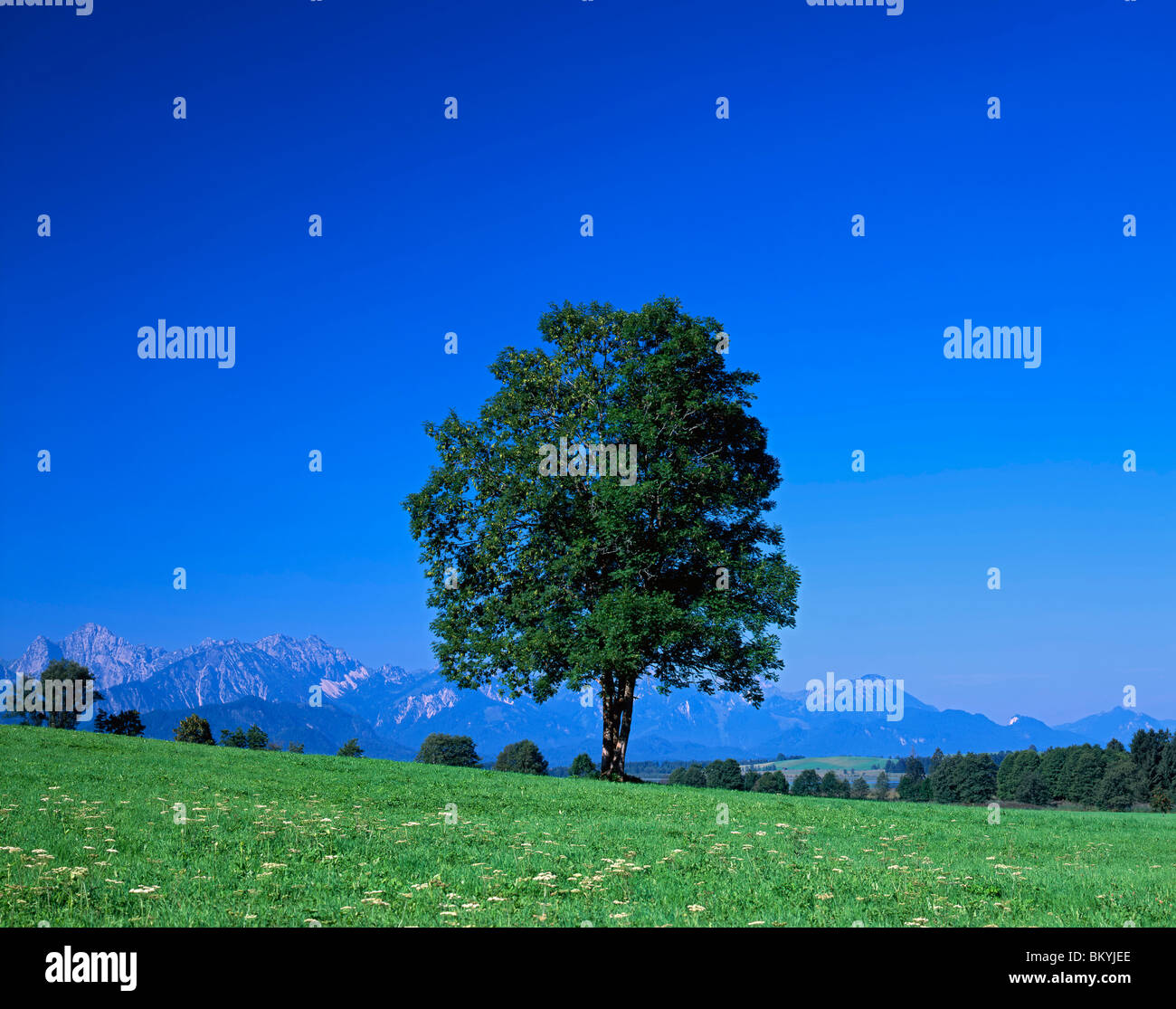 One tree meadow Stock Photo - Alamy