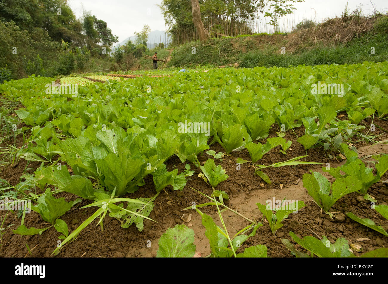 A field of green vegetables in Luang Prabang Laos Stock Photo - Alamy