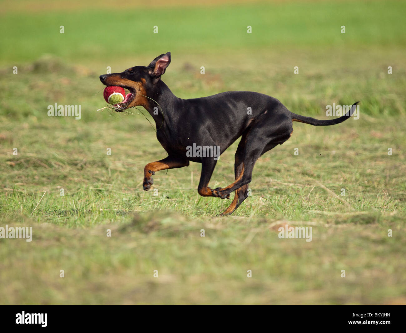 Toy manchester terrier hi-res stock photography and images - Alamy