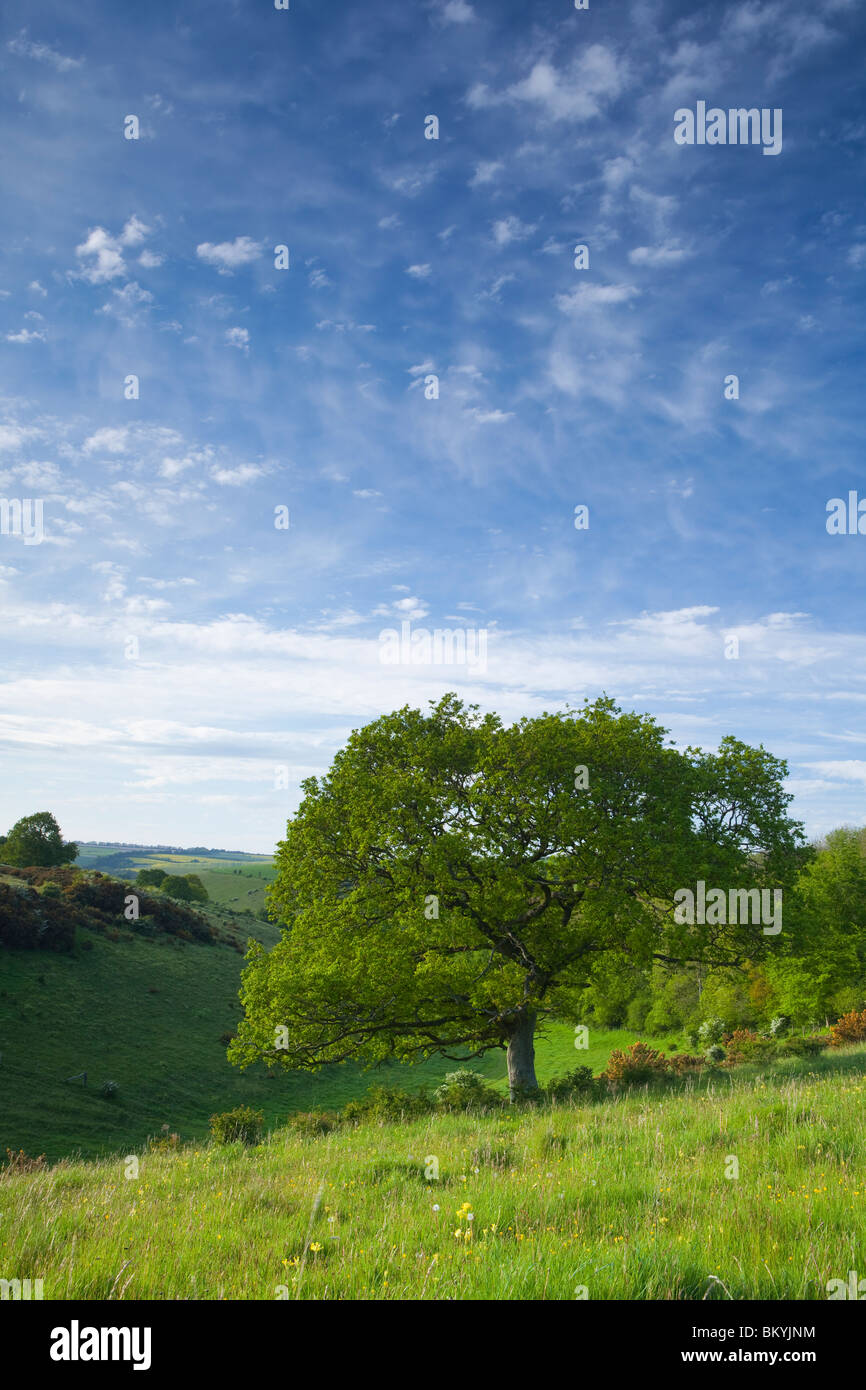 A photograph of a tree in the landscape with blue sky and fair weather ...
