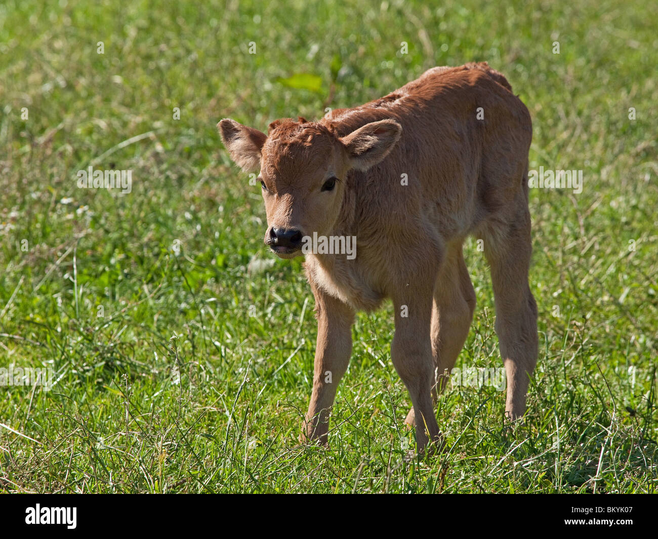 Aubrac cattle calf Stock Photo - Alamy