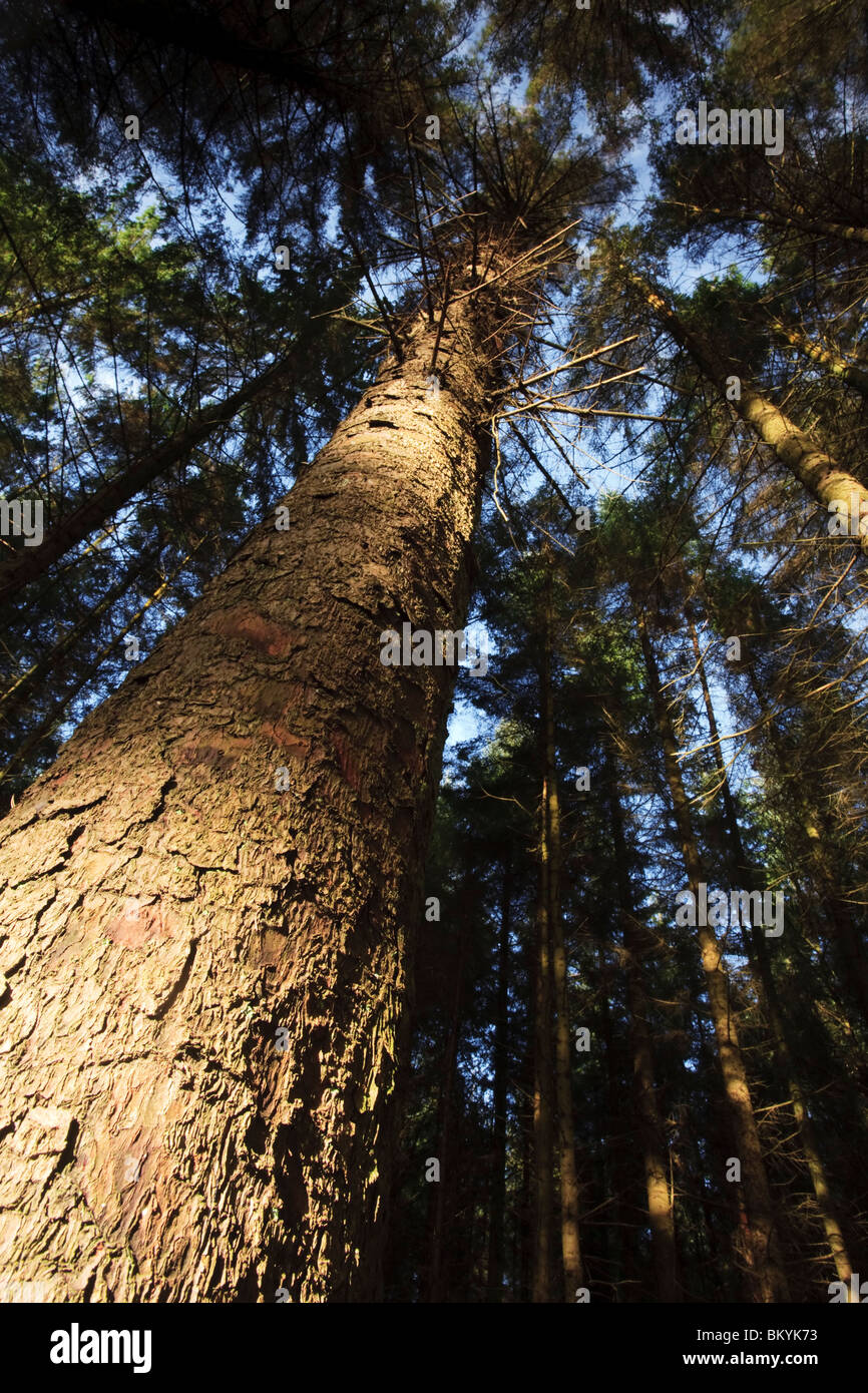 Conifers in Rostrevor Forest on the route of the Ulster Way, County ...