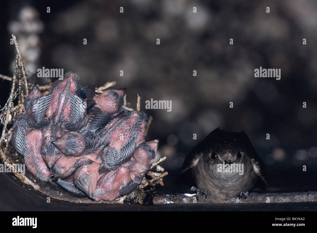 Vaux's swift (Chaetura vauxi) nesting in chimney Stock Photo - Alamy