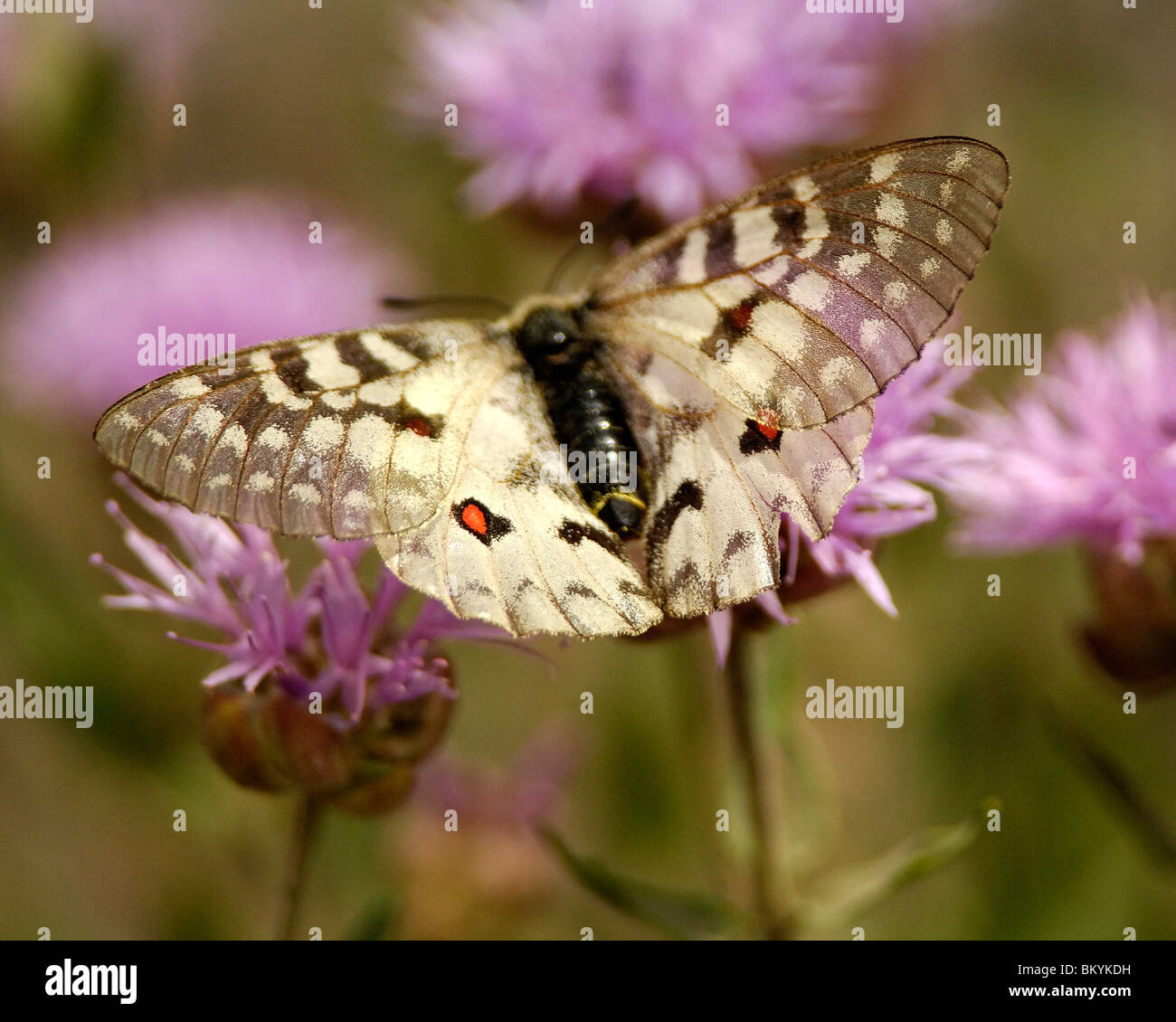 Clodius parnassian butterfly (Parnassius clodius Stock Photo - Alamy