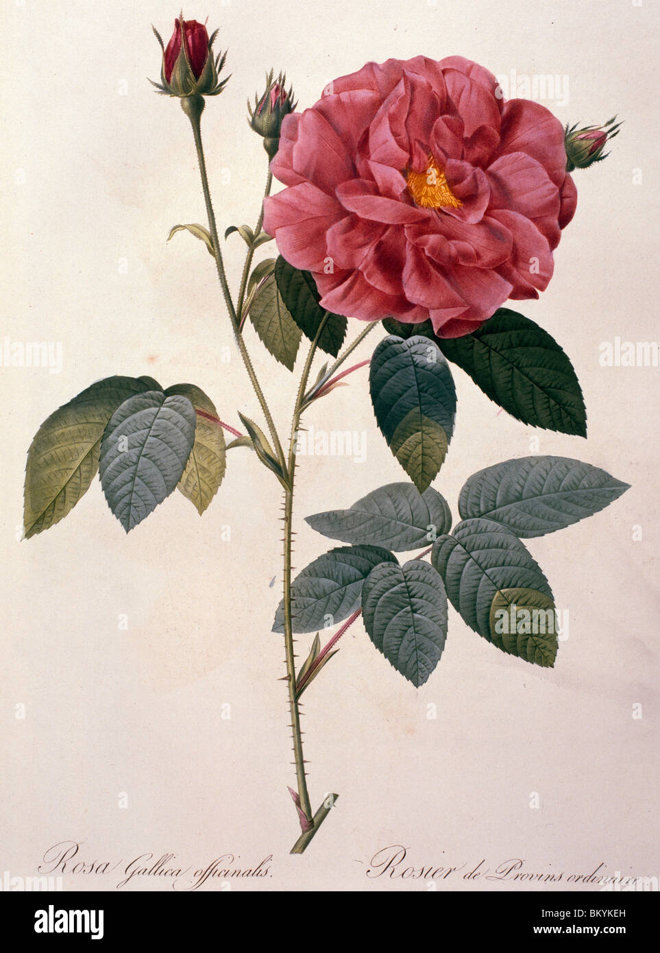 Pierre joseph redoute hi-res stock photography and images - Alamy