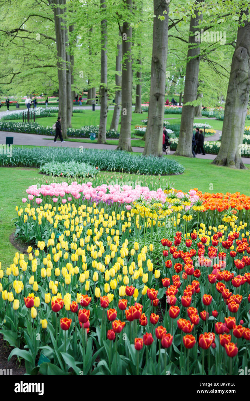 Keukenhof tulip gardens, holland hi-res stock photography and images ...