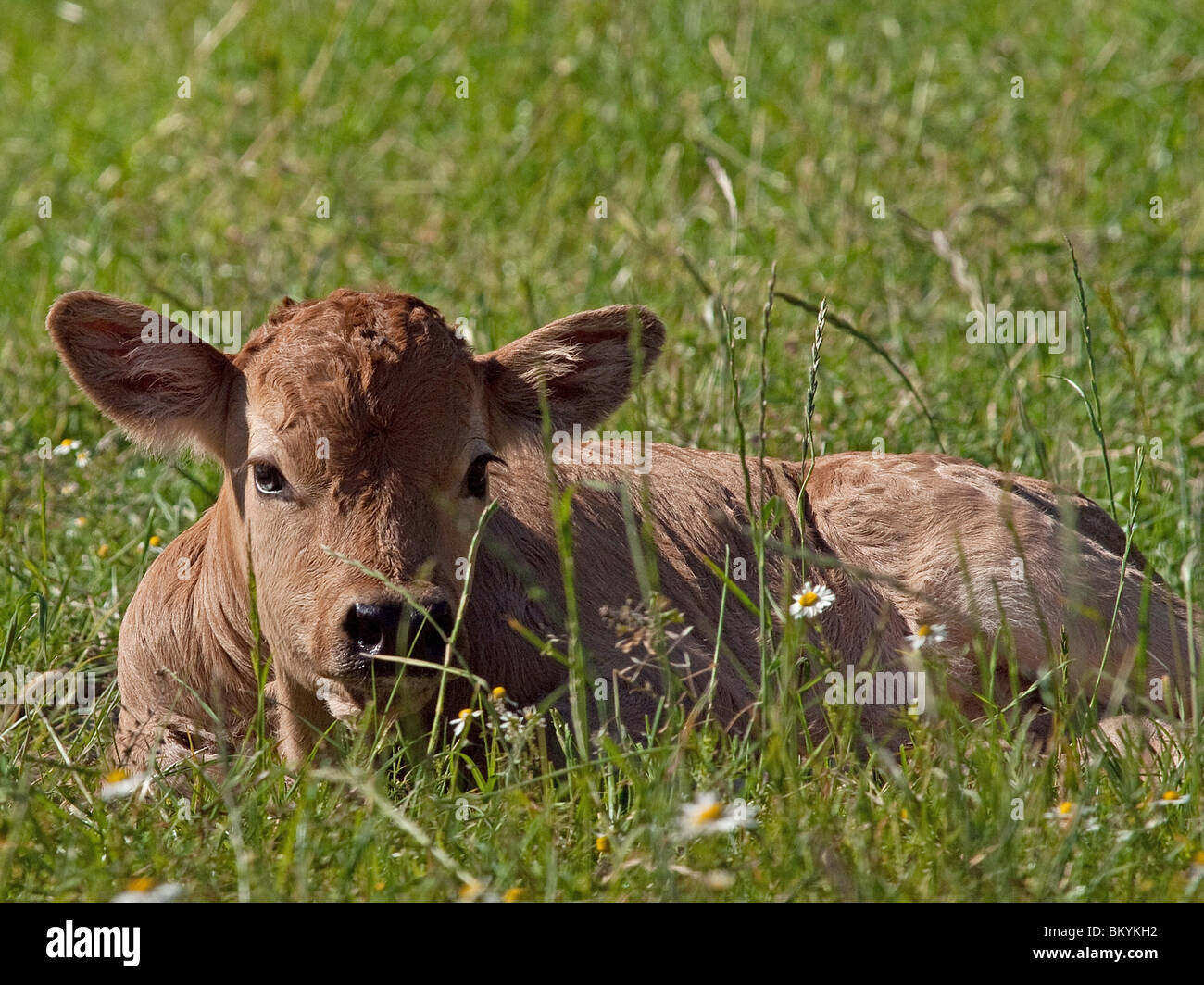 Aubrac cattle calf Stock Photo - Alamy
