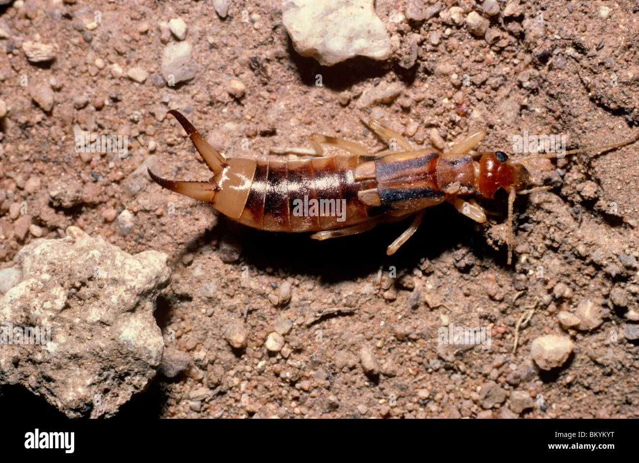 Labidura riparia hi-res stock photography and images - Alamy