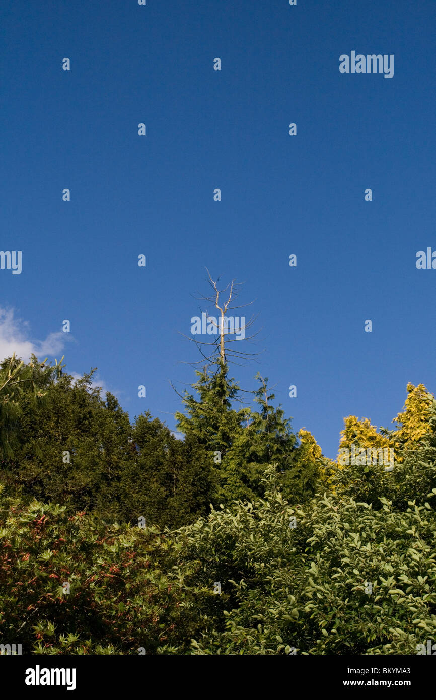 Isolated White Tree Stock Photo - Alamy