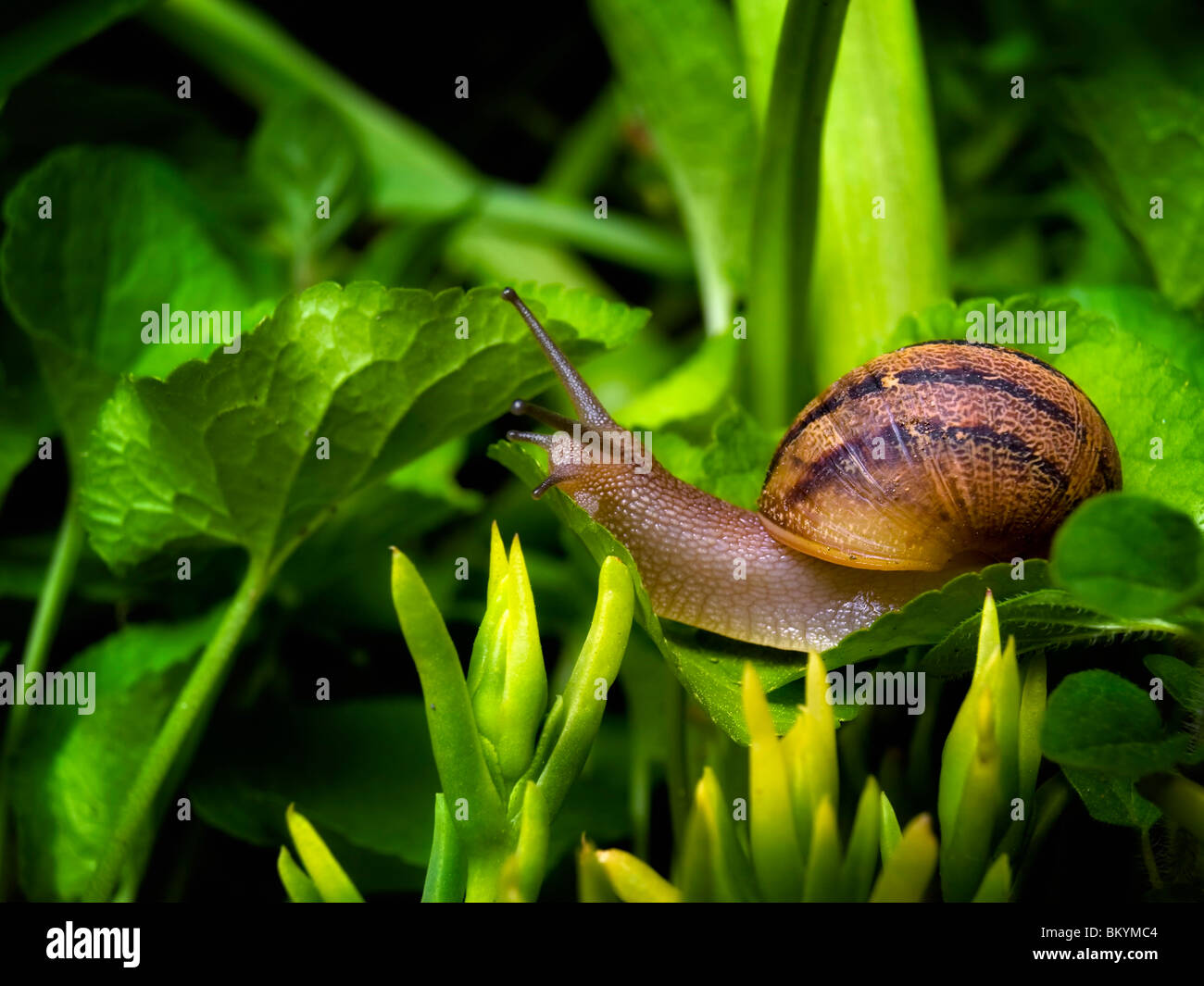 Snail is crawling after spring rain somewhere in the nature Stock Photo ...