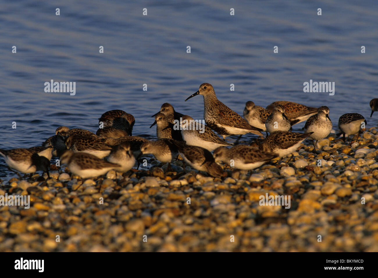 Shorebirds feeding at tide line, Spring migration Stock Photo - Alamy