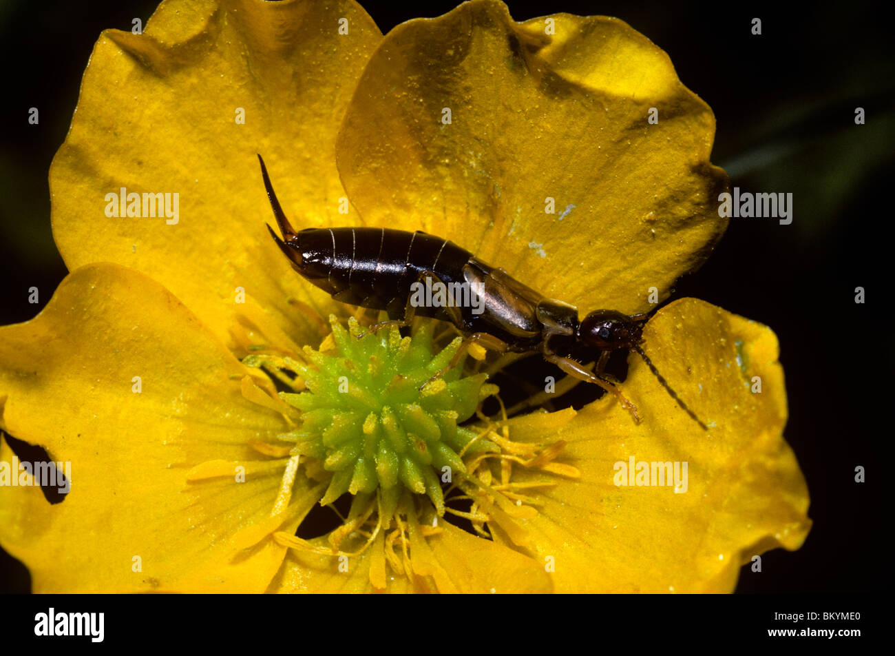 Flower uk hi-res stock photography and images - Alamy
