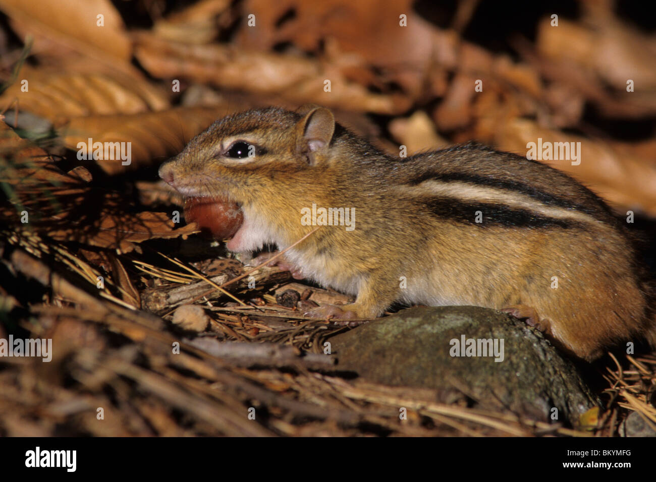 Tamias striatus chipmunk foraging hi-res stock photography and images ...