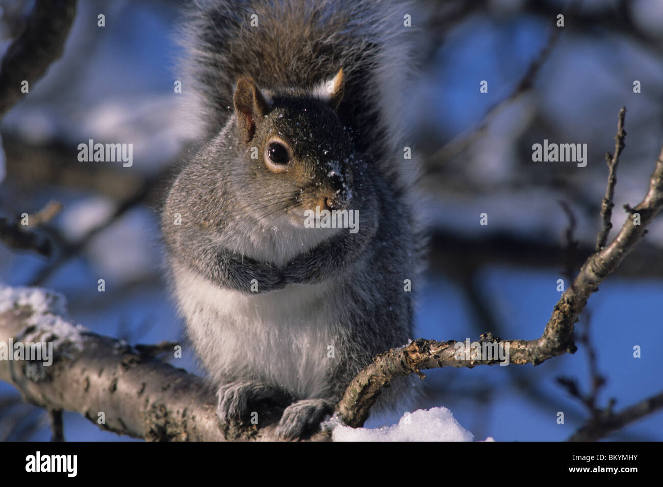 Eastern gray squirrel (Sciurus carolinensis Stock Photo - Alamy