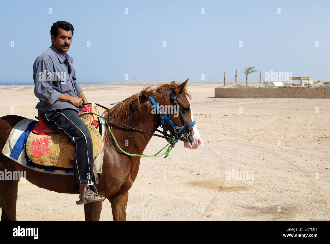 Egyptian arabian horse hi-res stock photography and images - Alamy