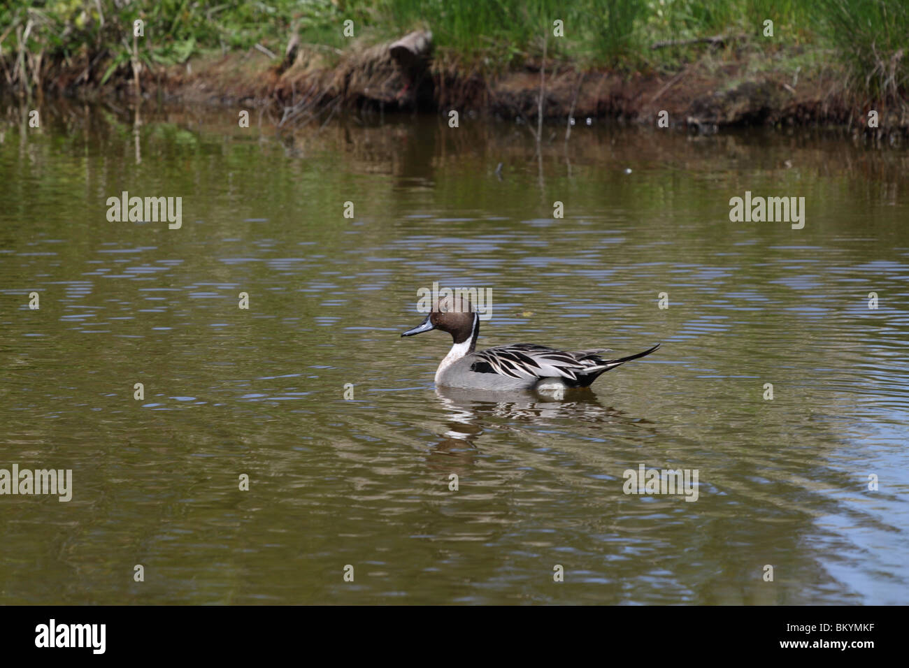 A male northern pin tail duck swimming along in a quite pond on a sunny ...