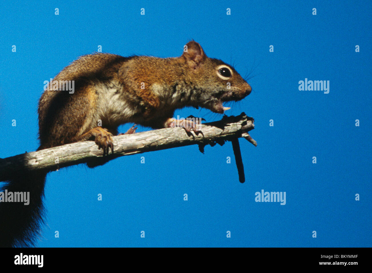 Squirrel tamiasciurus alarm call hi-res stock photography and images ...