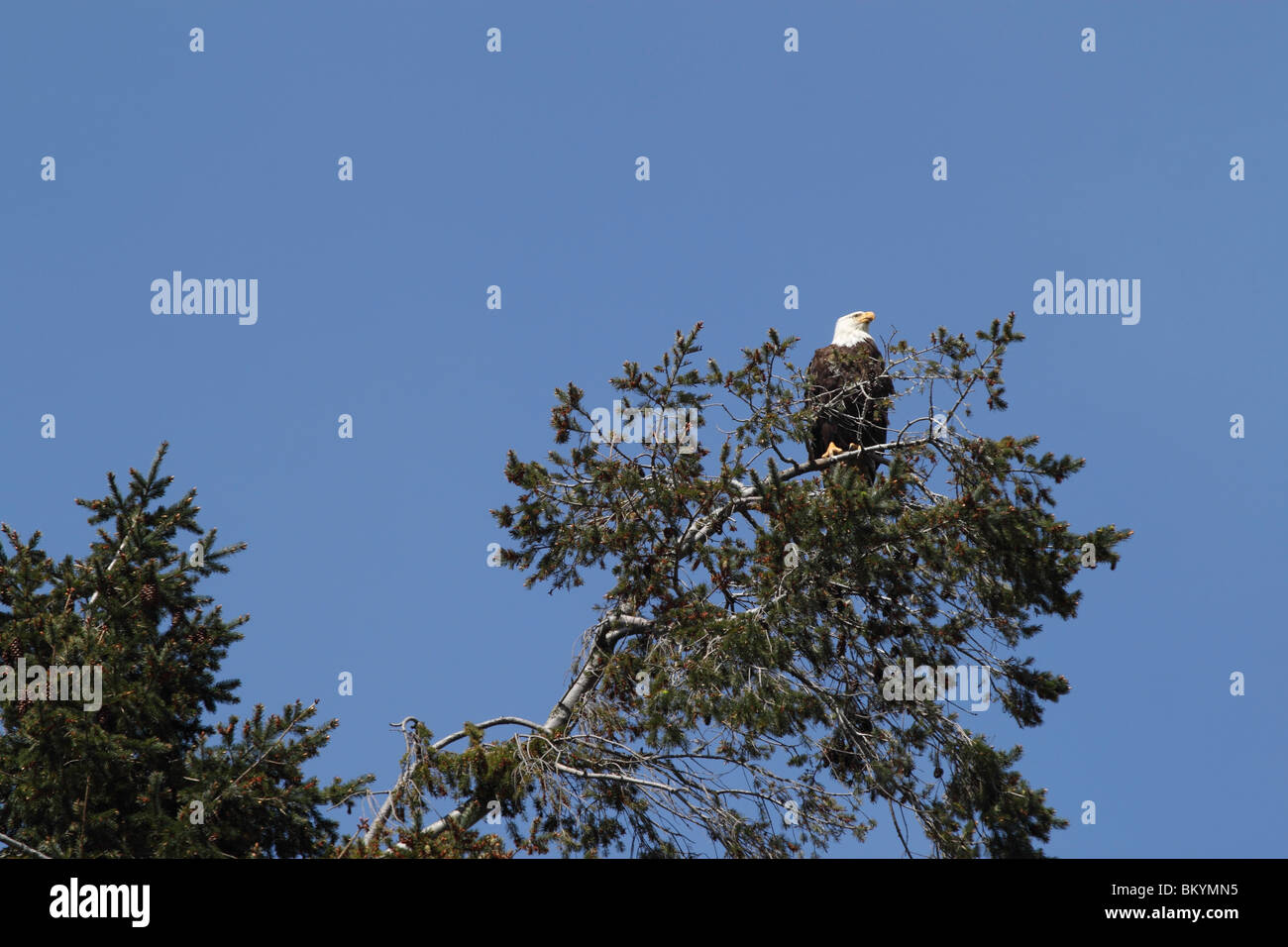 Mature adult bald eagle sitting perched at the top of a tree Stock ...