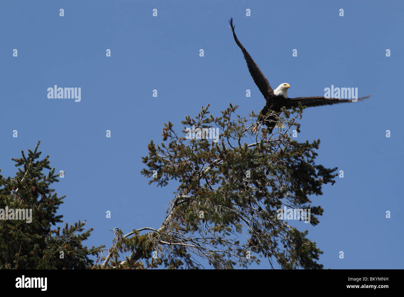 A mature adult bald eagle taking flight from their perch in a tall tree ...