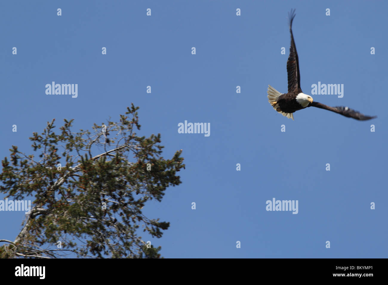 Tall eagle hi-res stock photography and images - Alamy