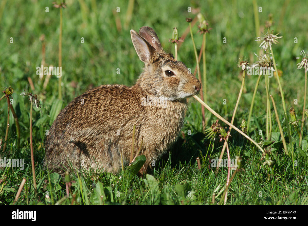 Rabbits tail hi-res stock photography and images - Alamy