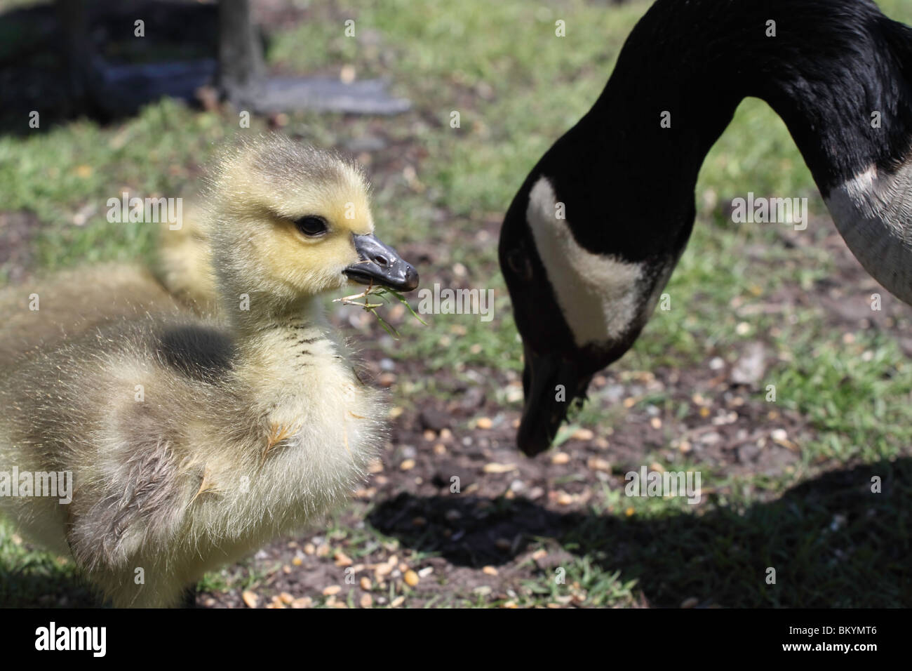 Gosling chicks feeding hi-res stock photography and images - Alamy