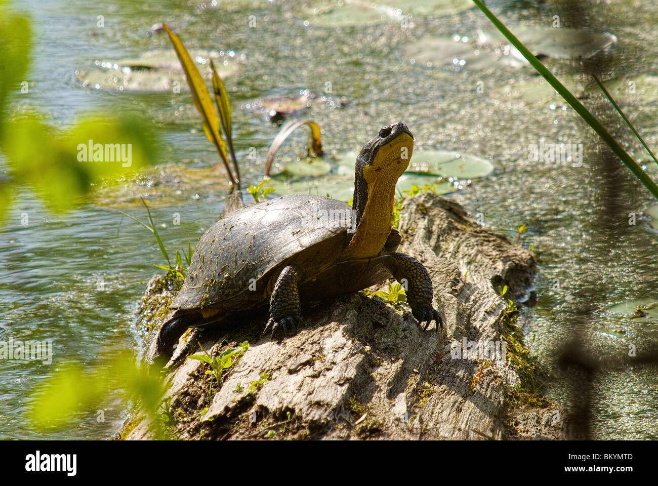 Turtle on log hi-res stock photography and images - Alamy