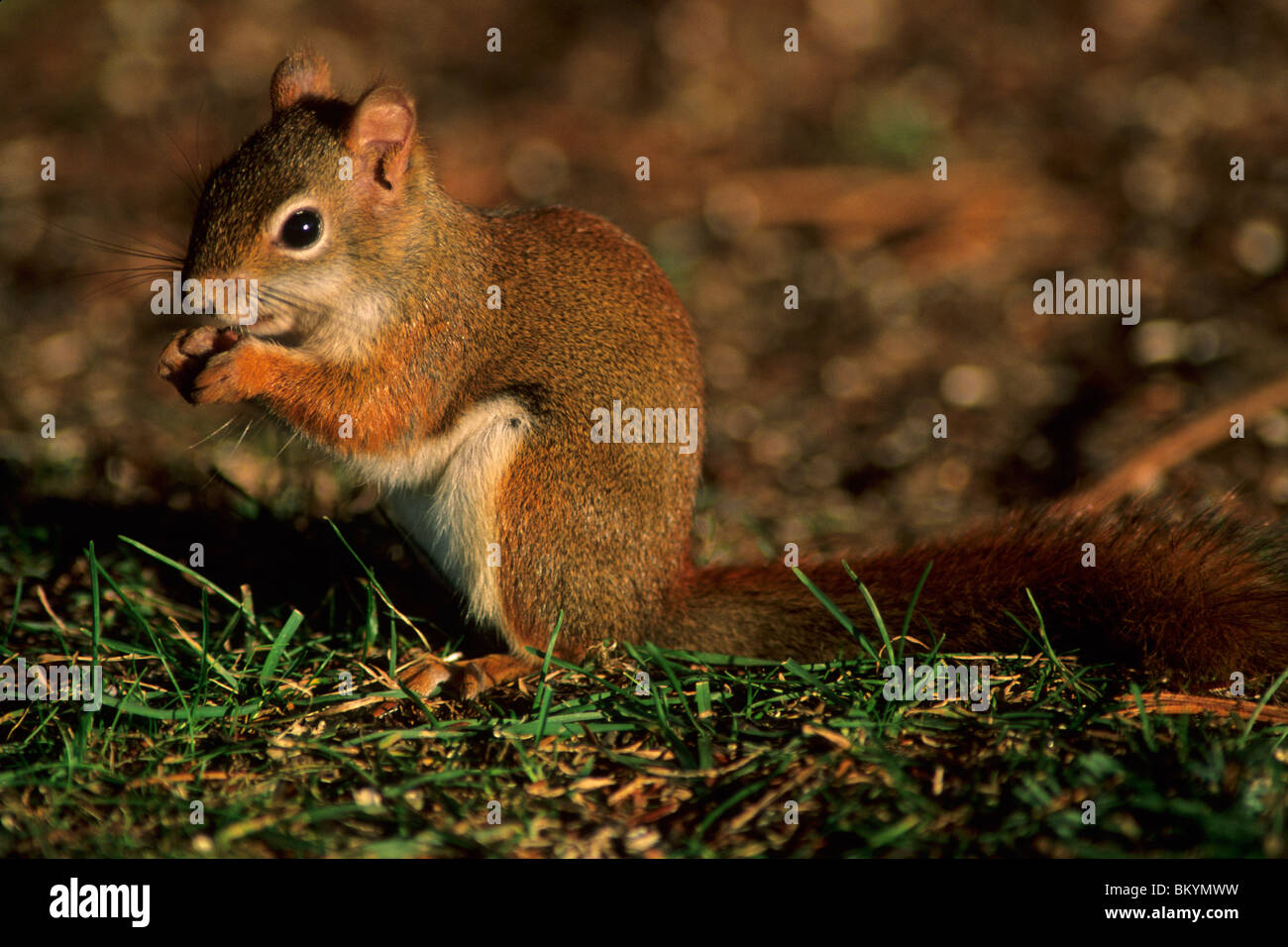 Hudsonicus hi-res stock photography and images - Alamy