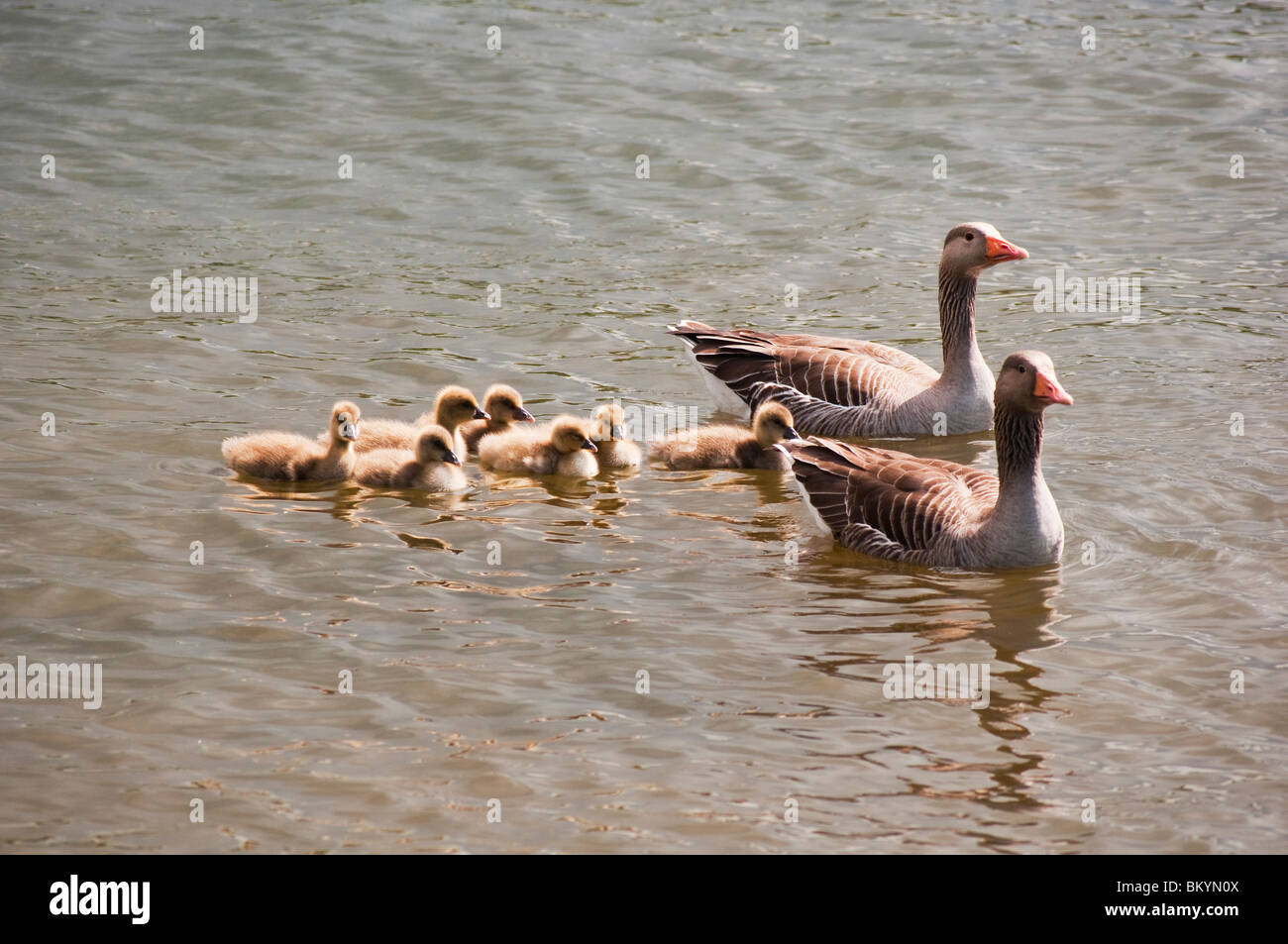 Adult and young geese hi-res stock photography and images - Alamy