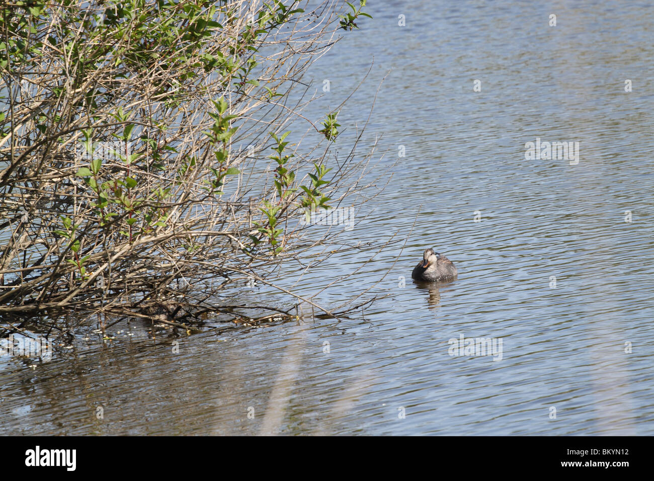 A female mallard duck floating in a pond near some overgrown branches ...