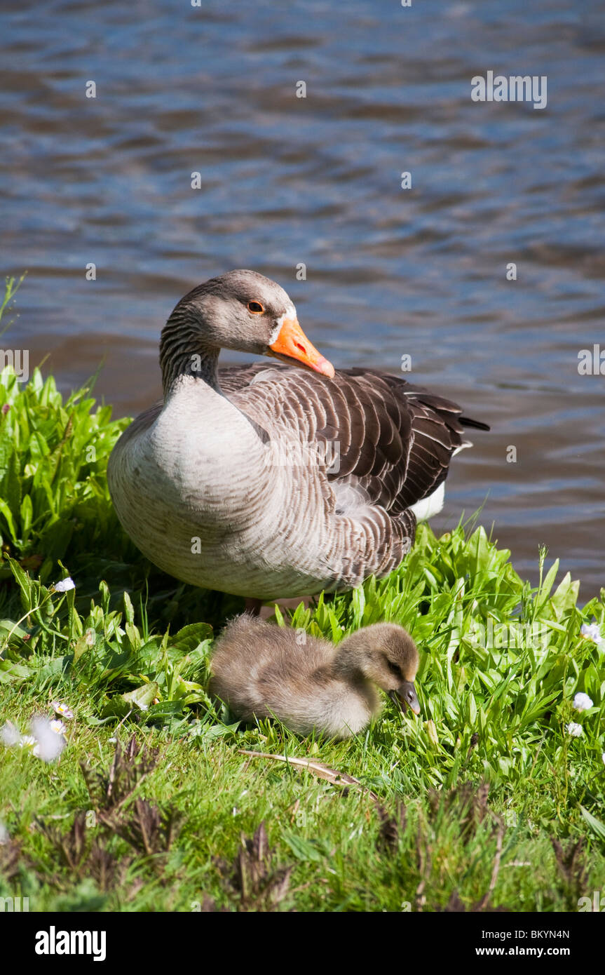 An adult goose with her young gosling Stock Photo - Alamy
