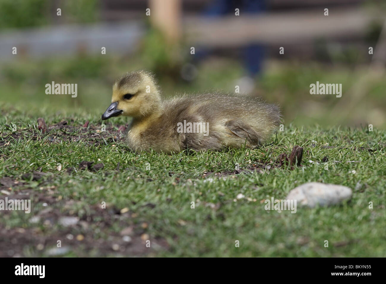 Baby Gosling High Resolution Stock Photography and Images - Alamy