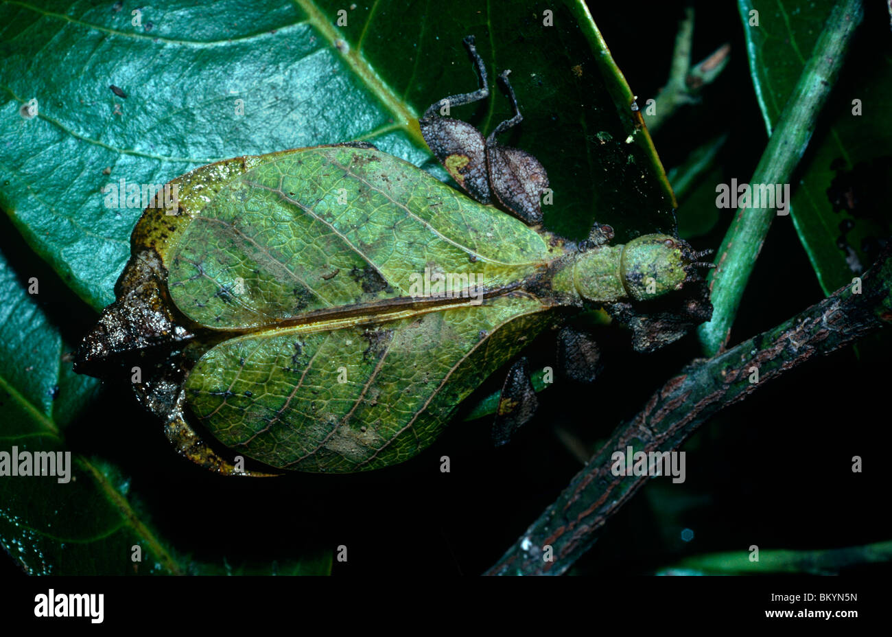 Leaf insect (Phyllium sp.) female in rainforest New Guinea Stock Photo ...
