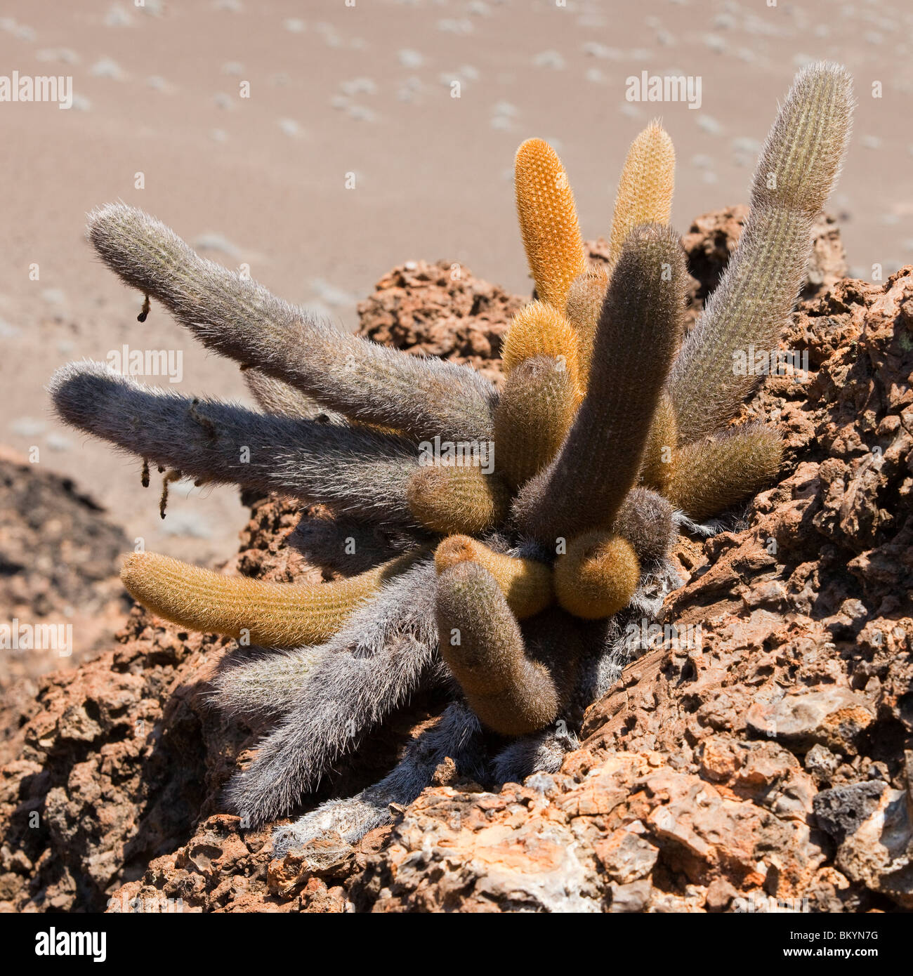 Barren islands hi-res stock photography and images - Alamy