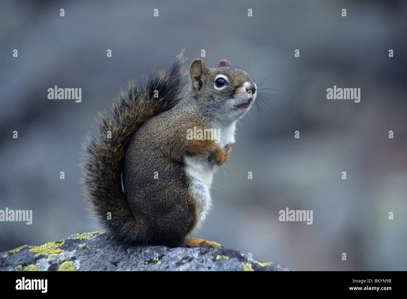 Red squirrel (Tamiasciurus hudsonicus Stock Photo - Alamy