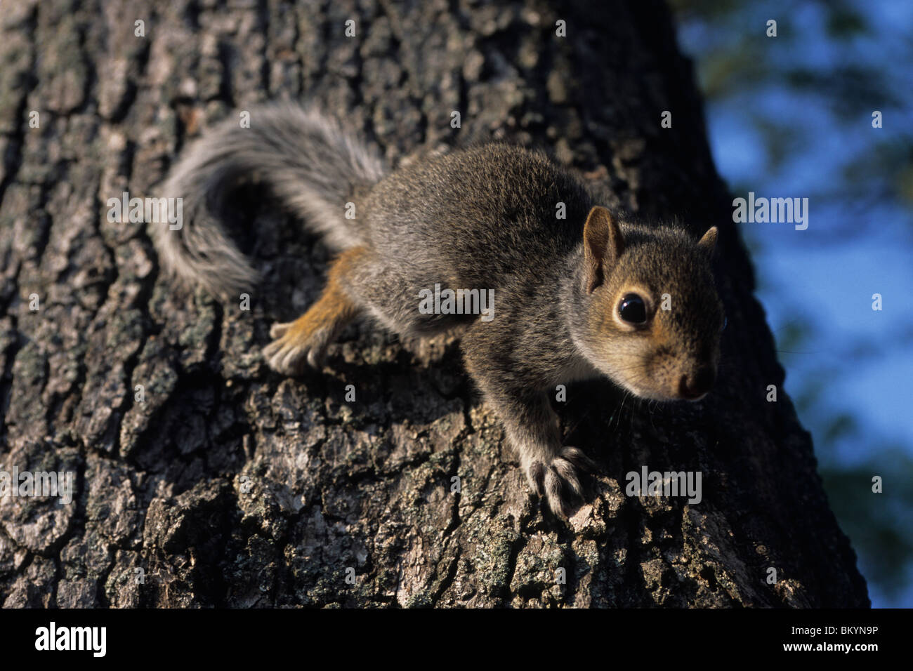 Young Eastern gray squirrel (Sciurus carolinensis Stock Photo - Alamy
