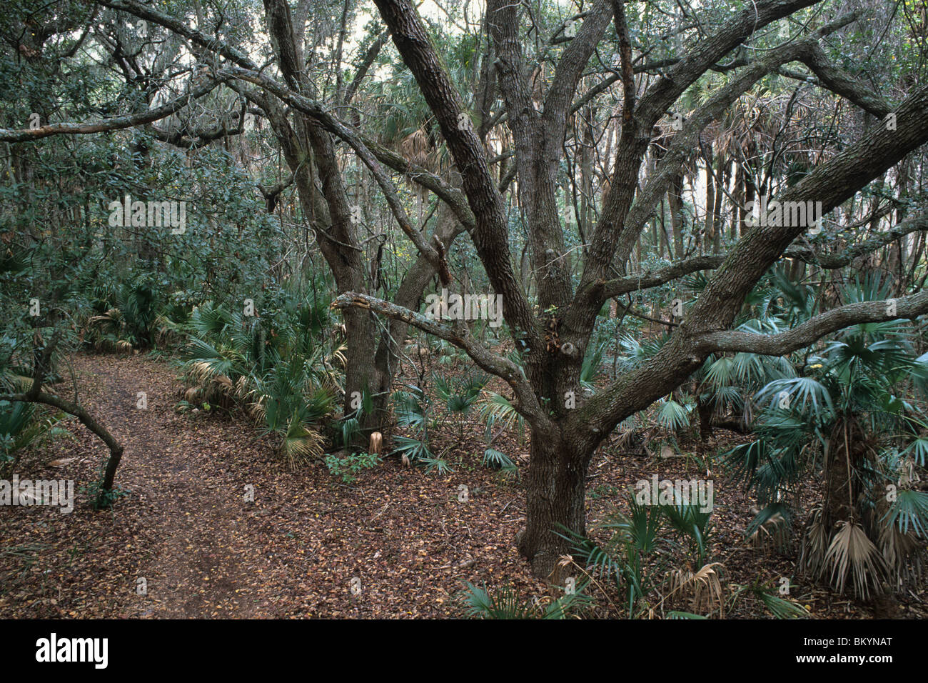 Hammock, live oak trees Stock Photo - Alamy