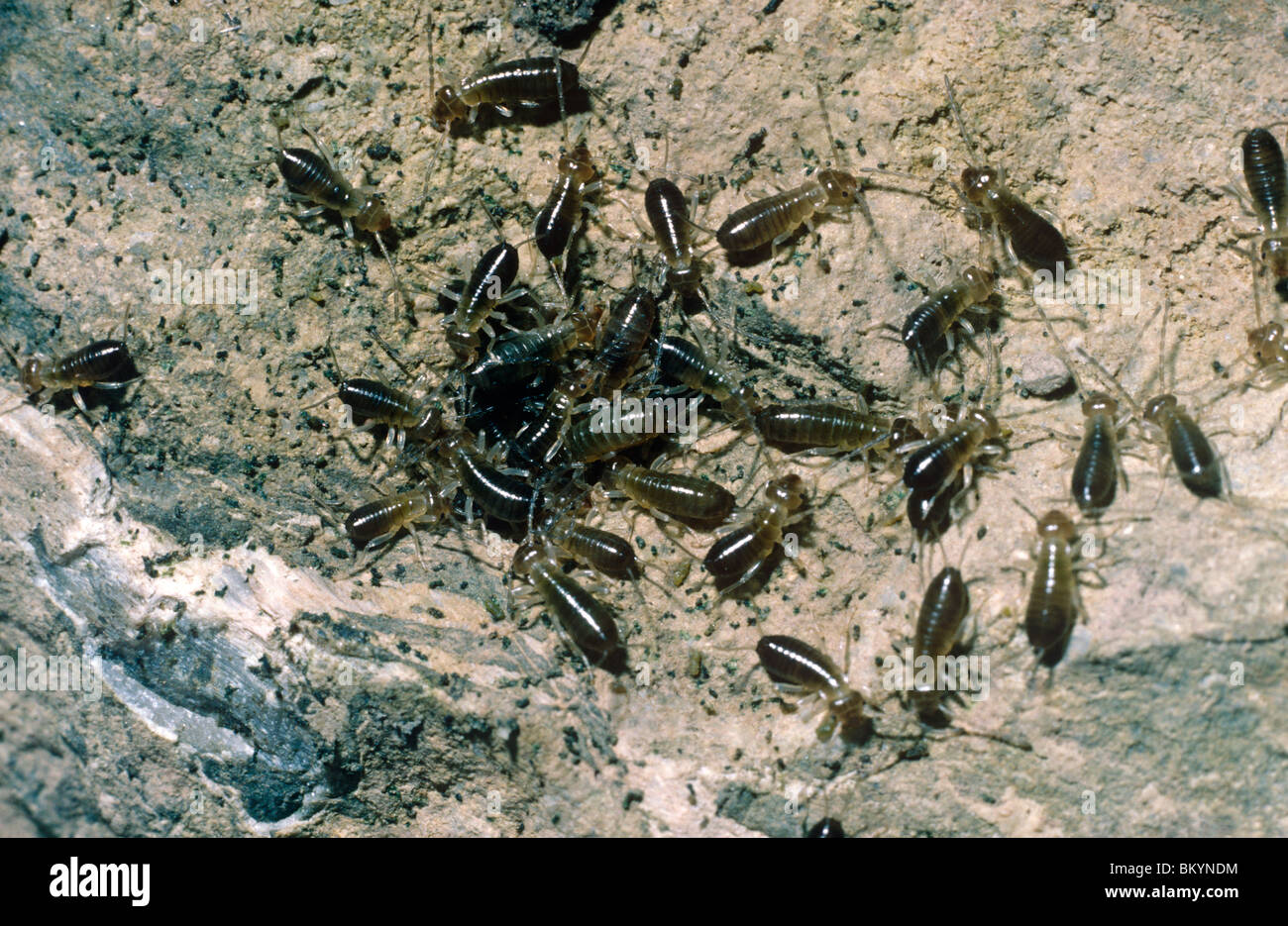 Common earwigs hi-res stock photography and images - Alamy