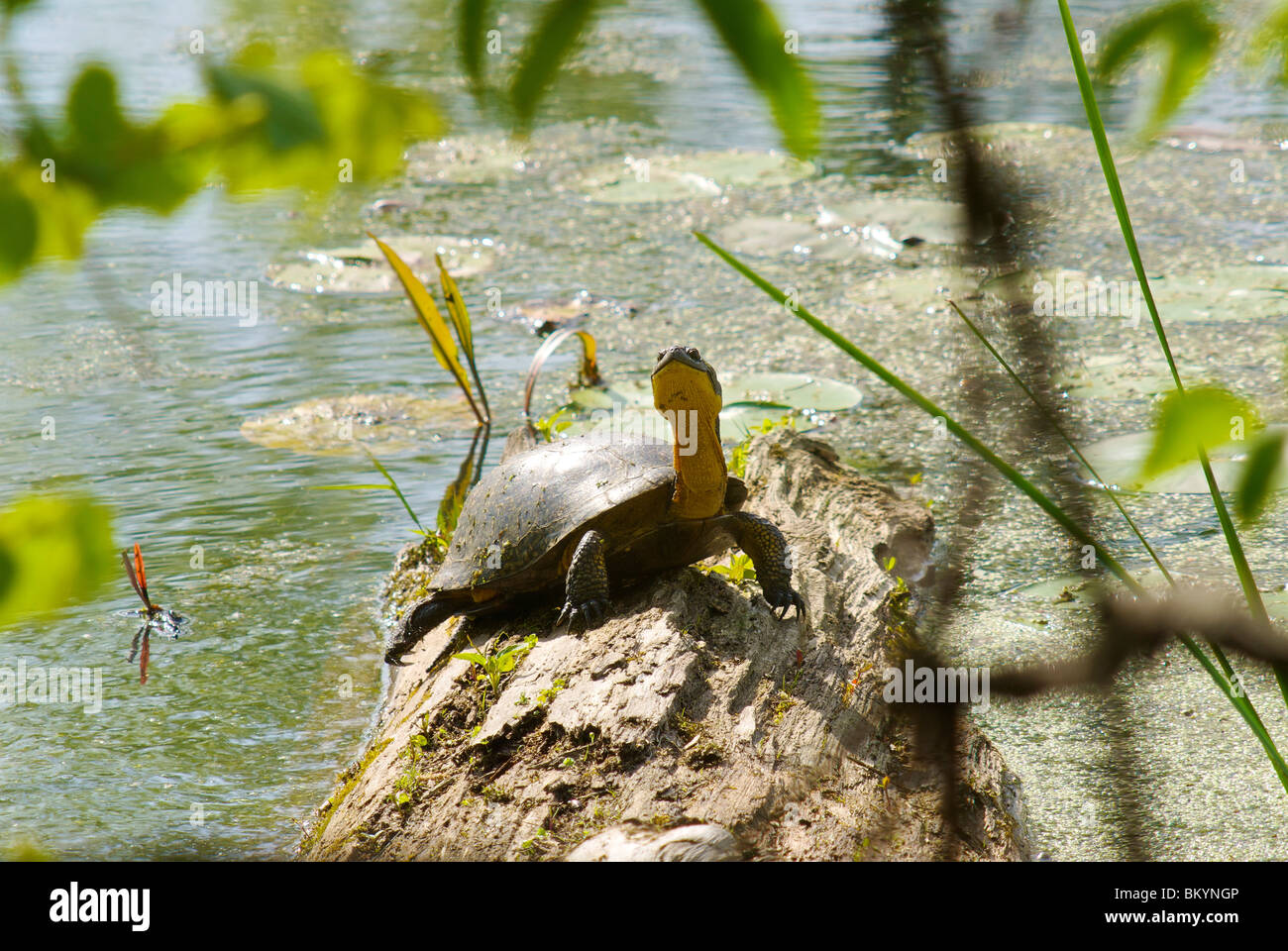 turtle on log in wetland Stock Photo - Alamy