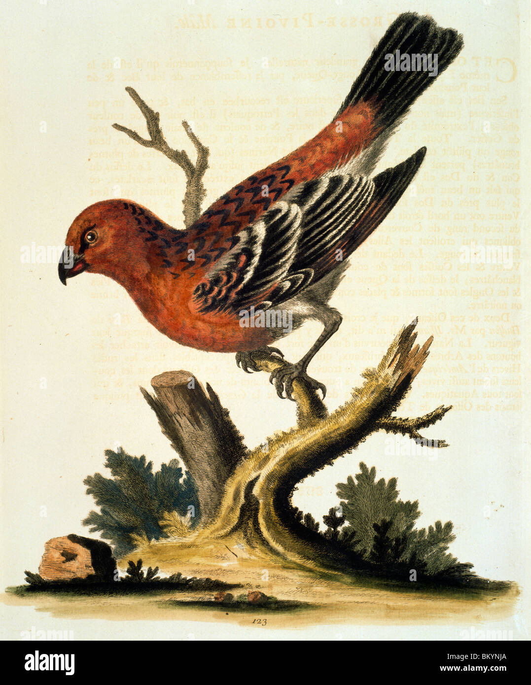 George edwards hi-res stock photography and images - Alamy