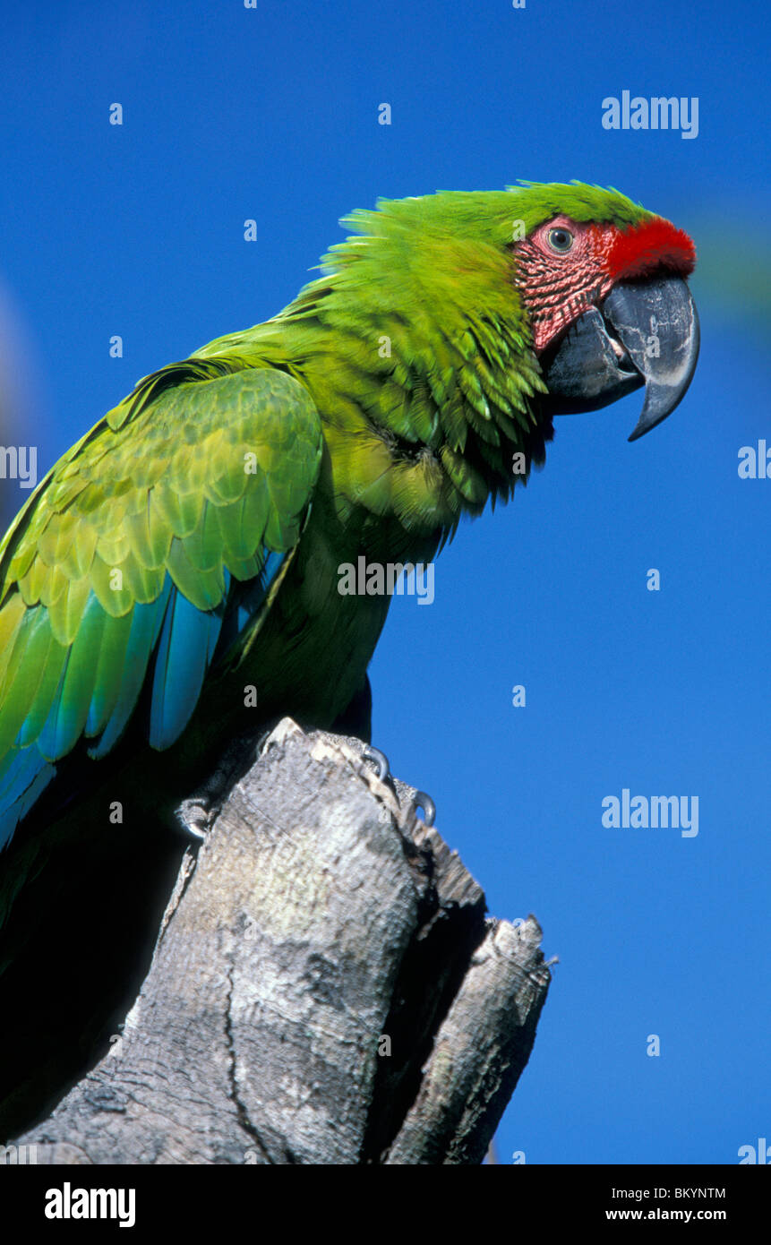 Buffons macaw hi-res stock photography and images - Alamy