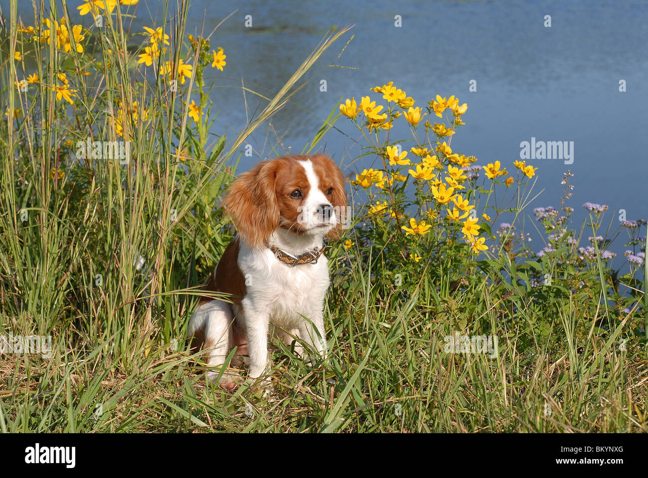 Photo Of Spaniels Sitting High Resolution Stock Photography and Images ...