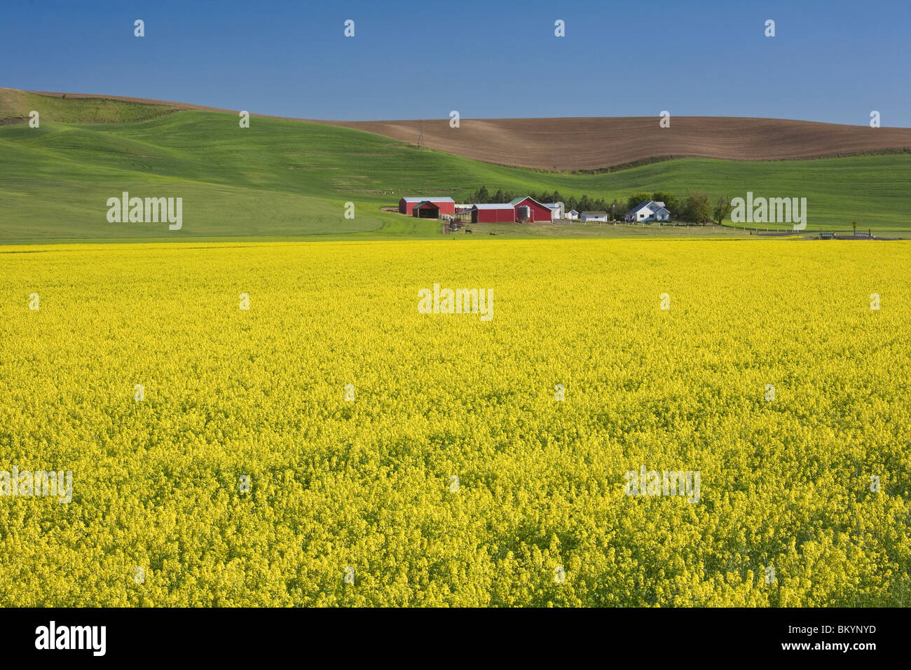 Rolling fields bright yellow hi-res stock photography and images - Alamy