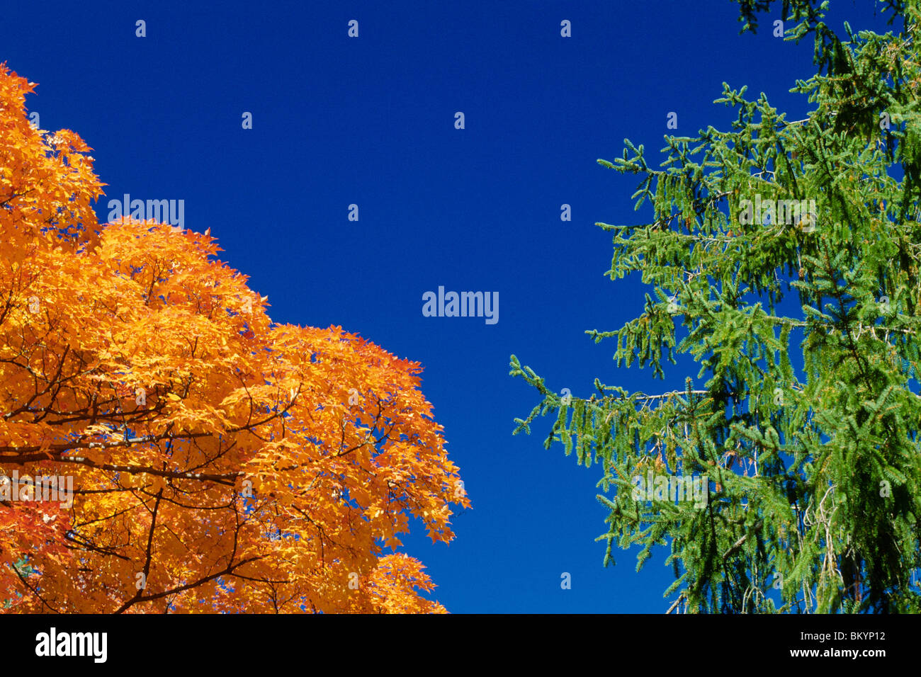 Maple tree and evergreen tree, Autumn Stock Photo - Alamy