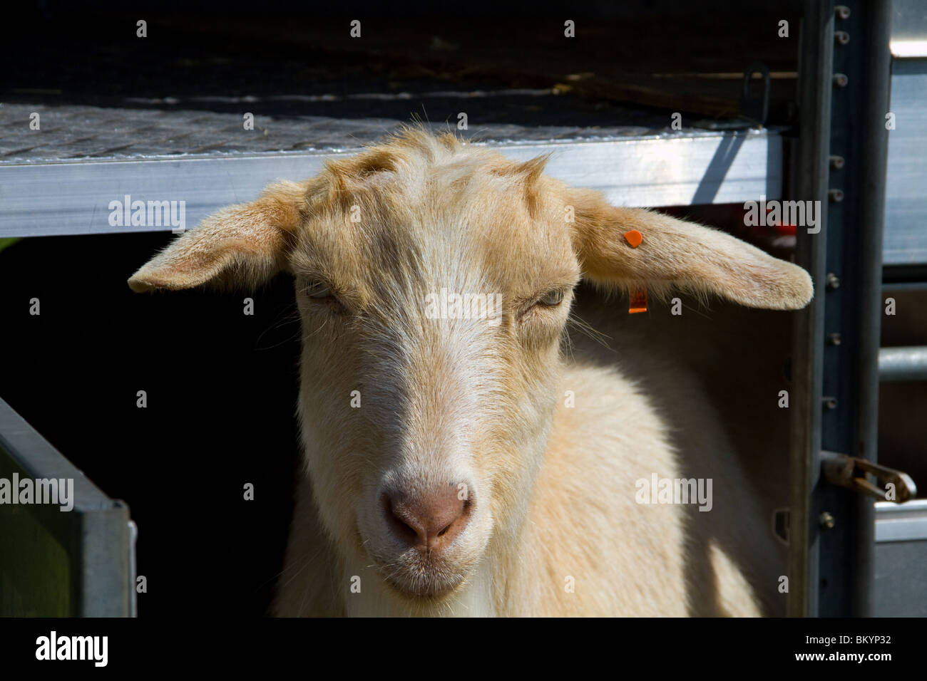 Head portrait of female goat Stock Photo - Alamy